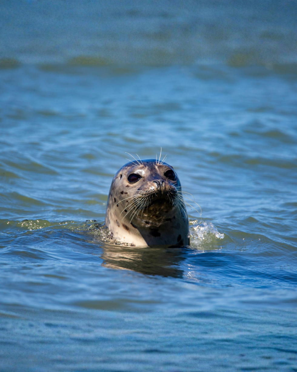 Wildlife Adventures in Poole Harbour – A Half Term Treat for Curious ...